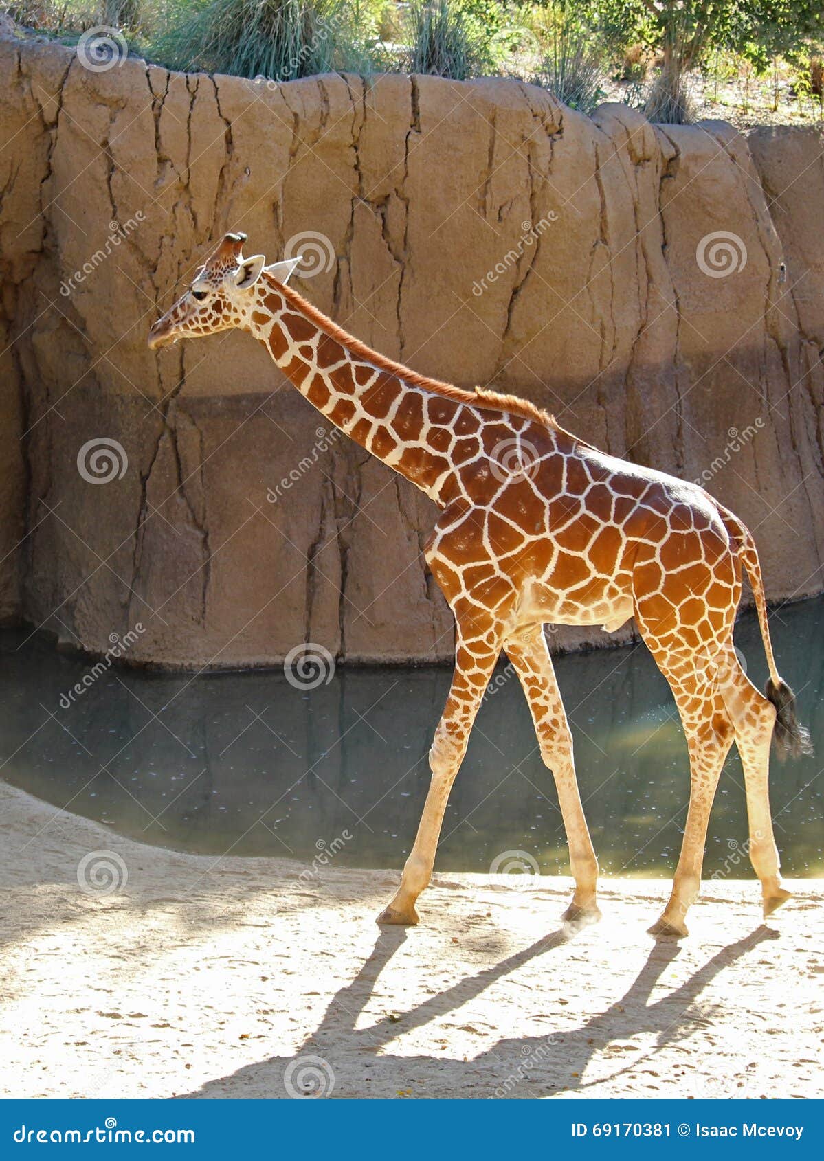 Giraffe walking stock image. Image of africa, neck, mammal - 69170381
