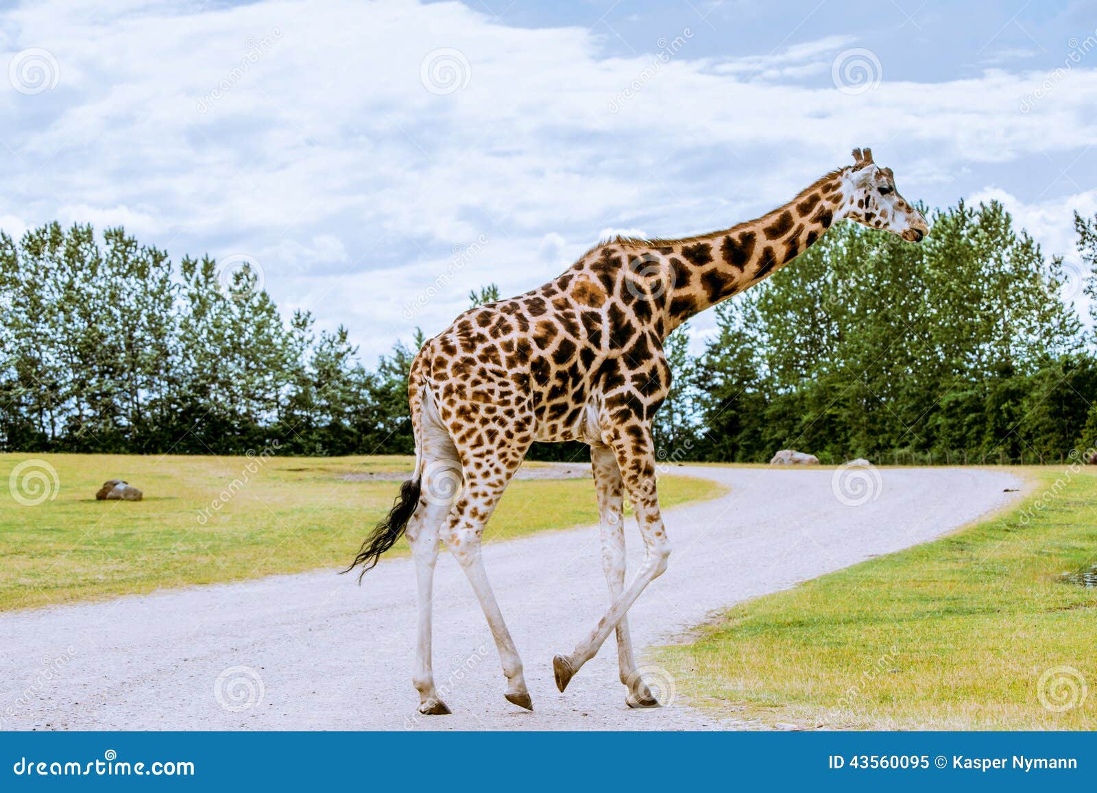 Giraffe walking stock image. Image of natural, animal - 43560095