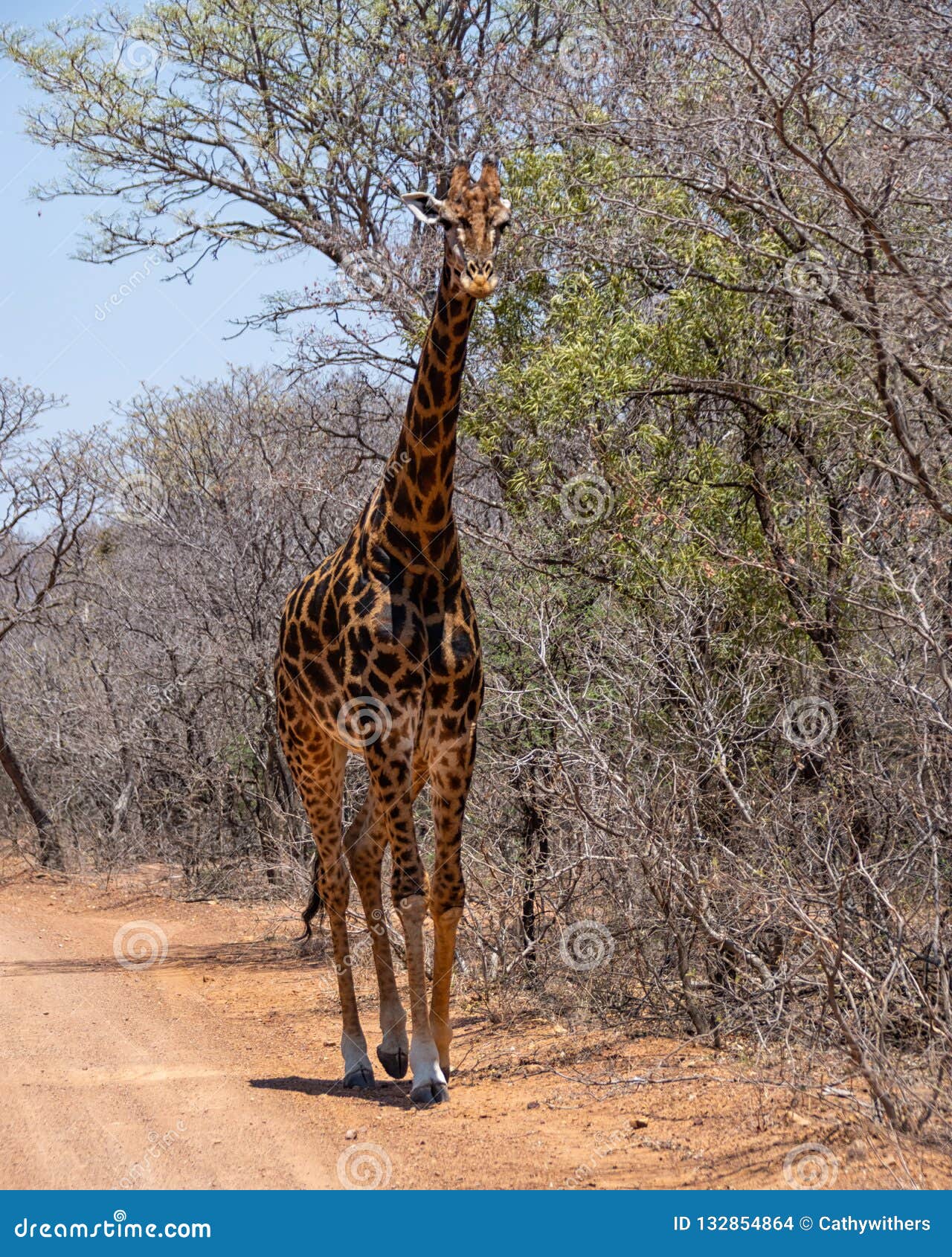 Giraffe Walking stock photo. Image of environment, herbivore - 132854864