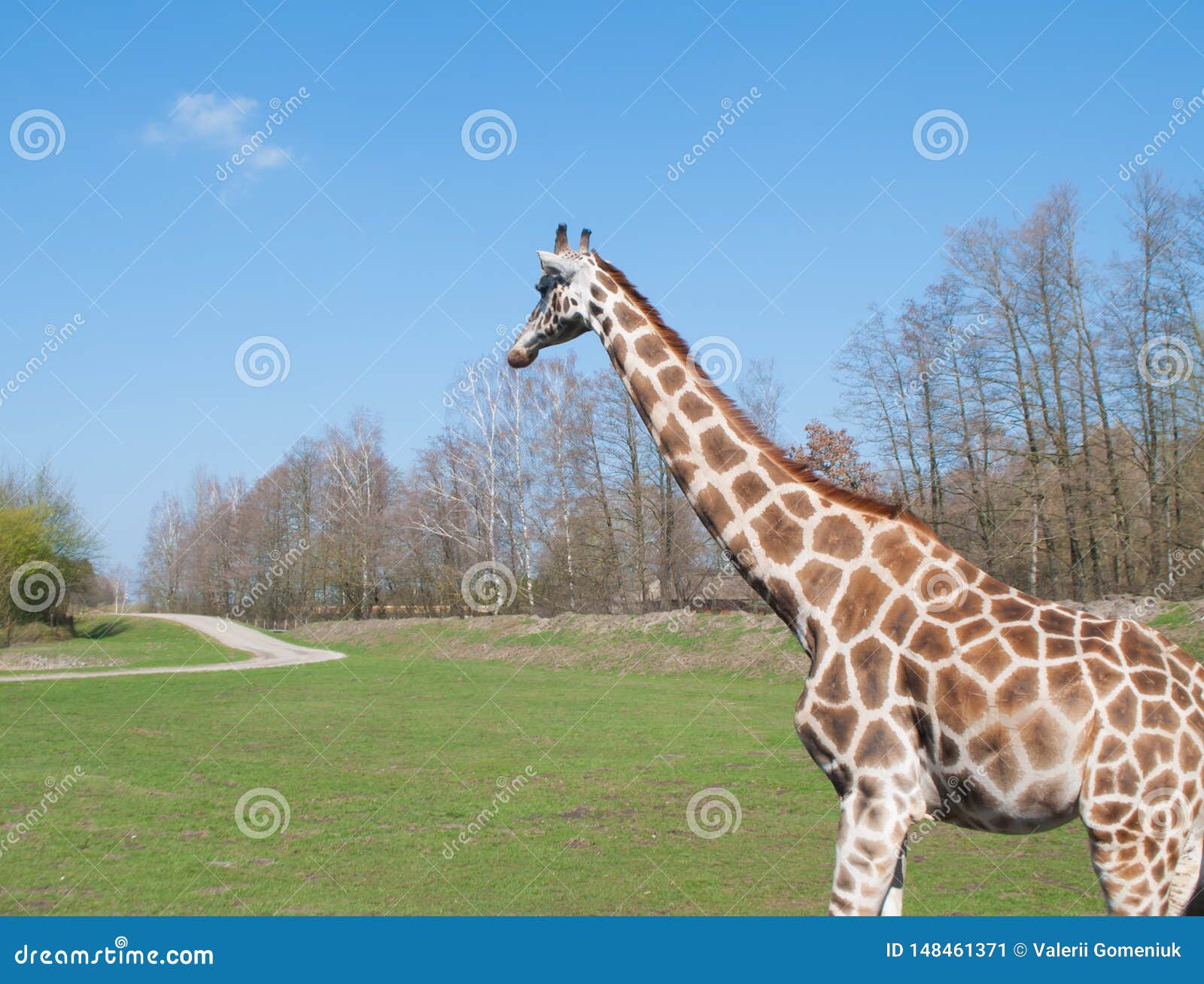 Giraffe Walking in the Spring Park, Looking at the Road Stock Image ...