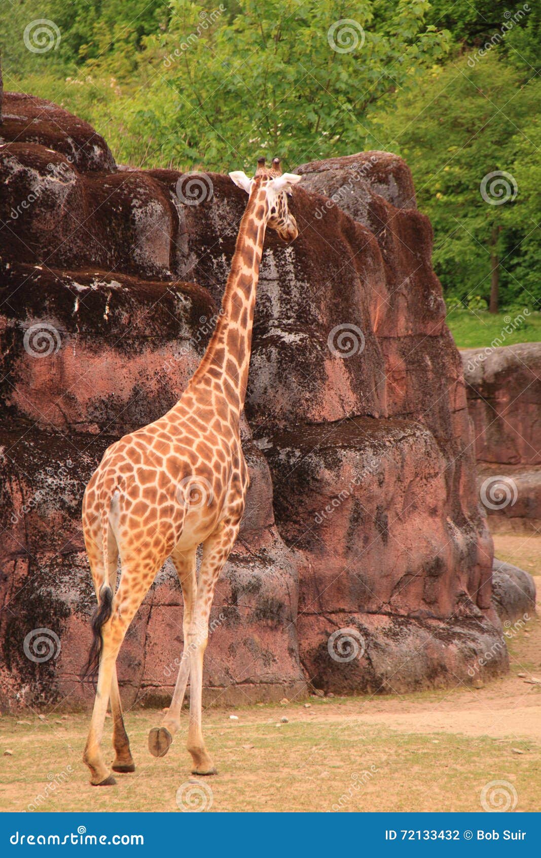 Giraffe walking in zoo stock photo. Image of walk, giraffe - 72133432