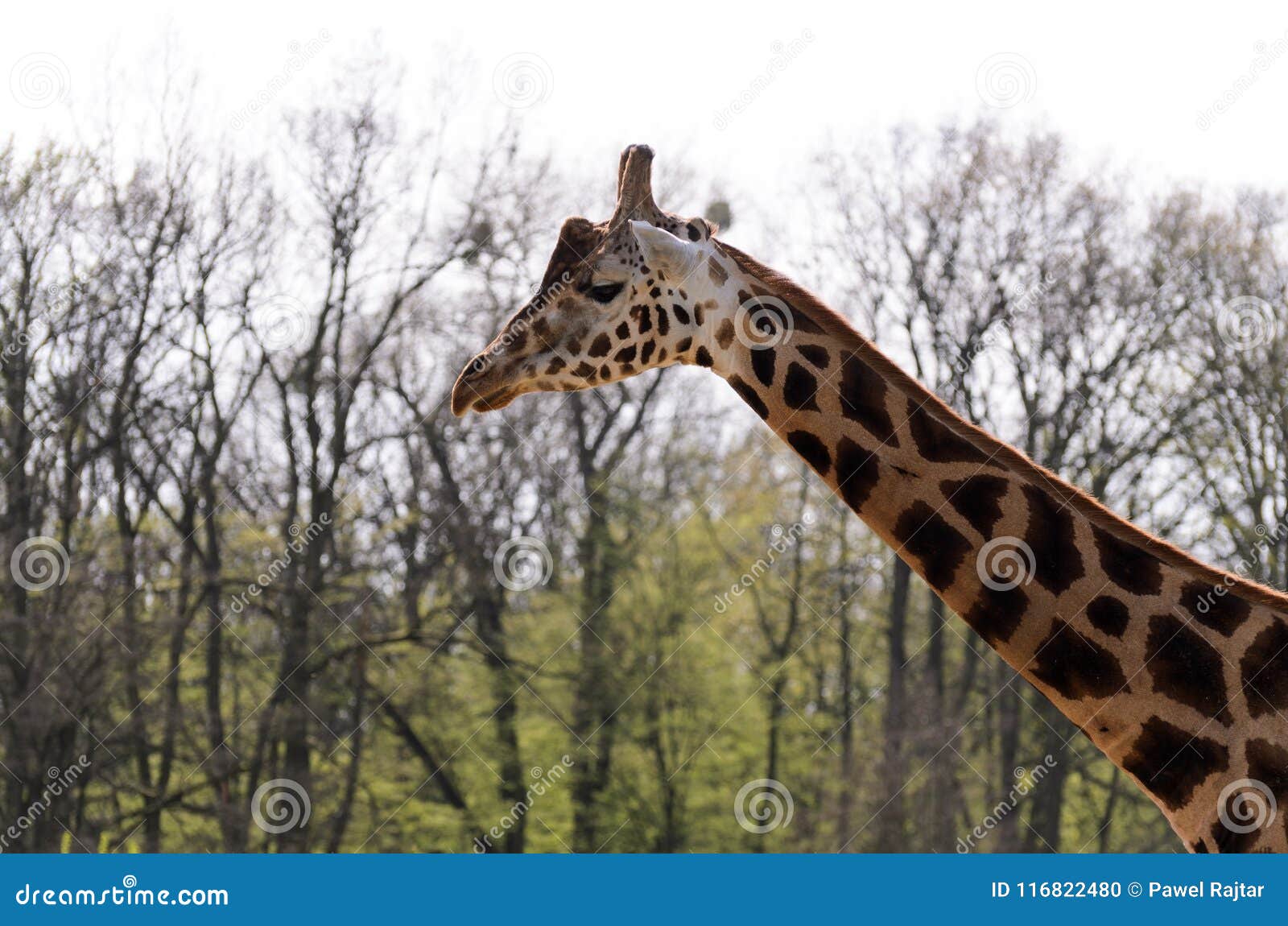 The Giraffe Walks Around the Catwalk Outside on a Sunny Day. Stock ...