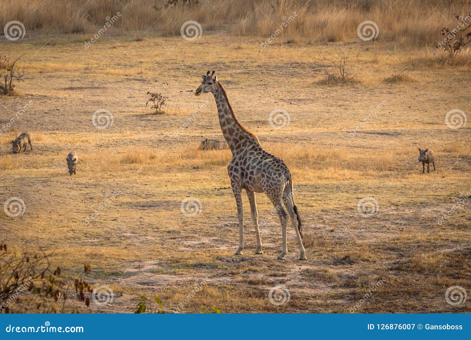 Giraffe and Warthog in Vlei, Matopos, Zimbabwe Stock Image - Image of ...