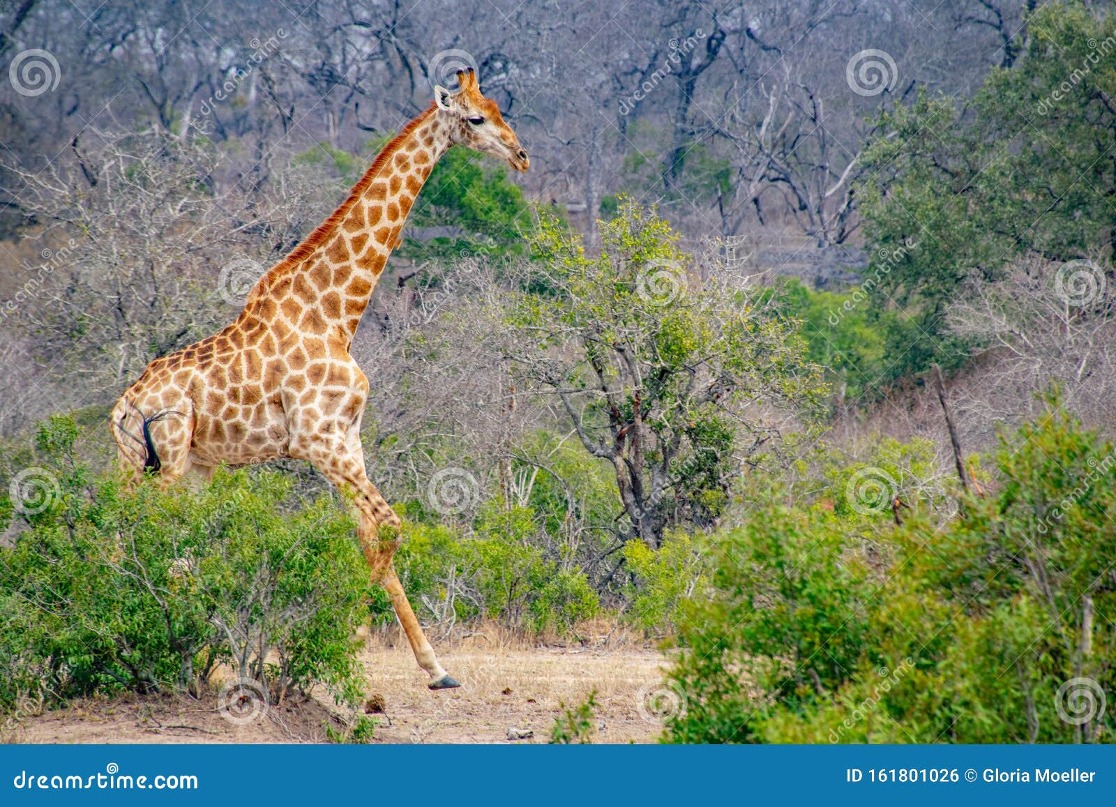 Giraffe on the Run stock photo. Image of african, tall - 161801026
