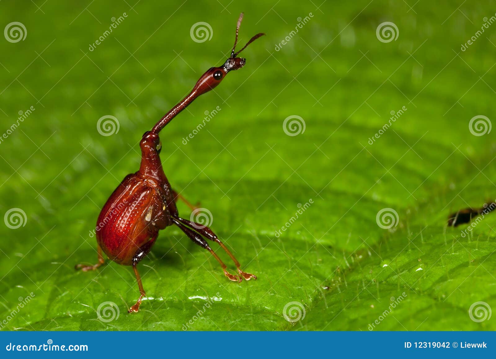 Giraffe Weevil stock photo. Image of fauna, beetle, leaf - 12319042
