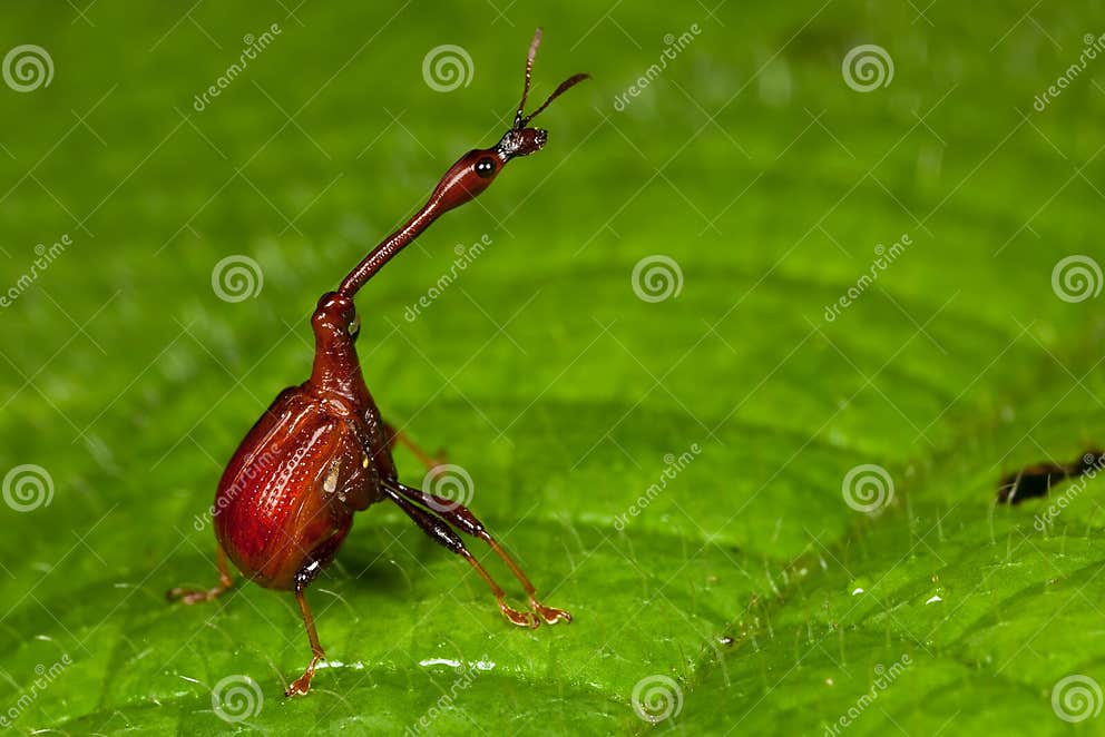 Giraffe Weevil stock photo. Image of fauna, beetle, leaf - 12319042
