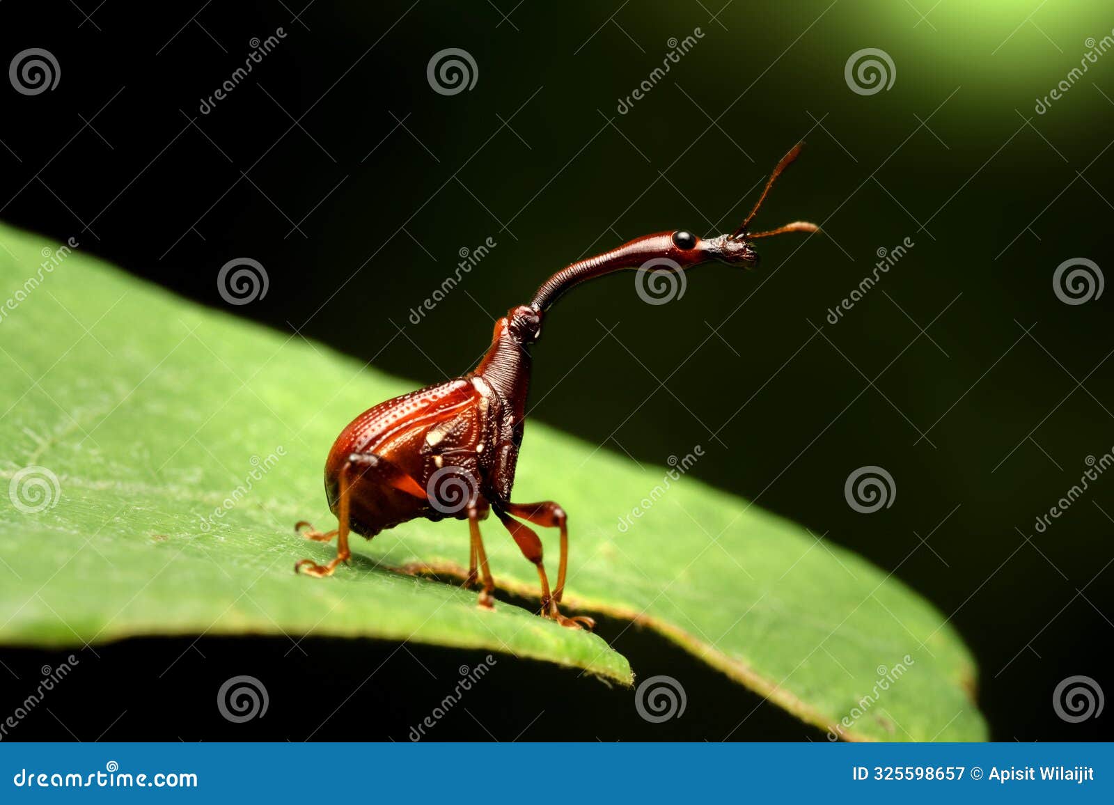 Giraffe Weevil Beetle Insects in Thailand. Stock Image - Image of ...
