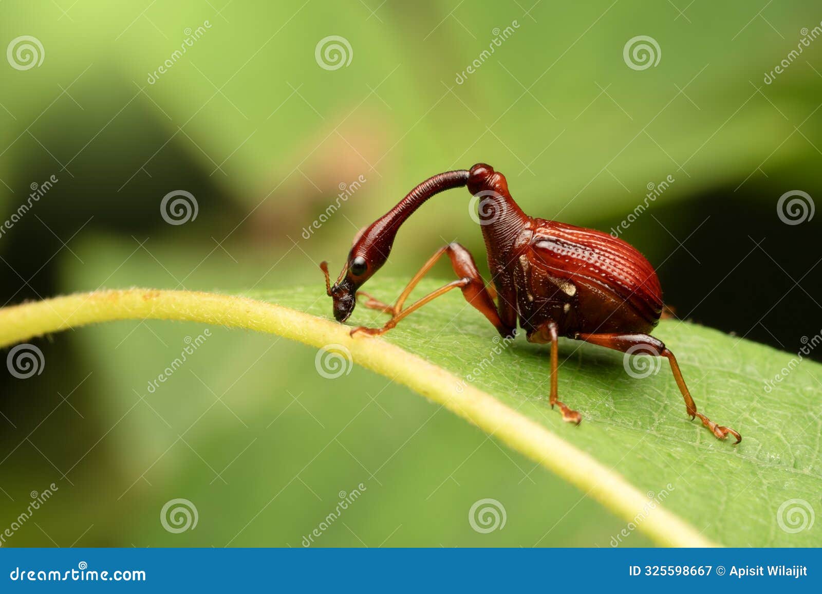 Giraffe Weevil Beetle Insects in Thailand. Stock Image - Image of ...