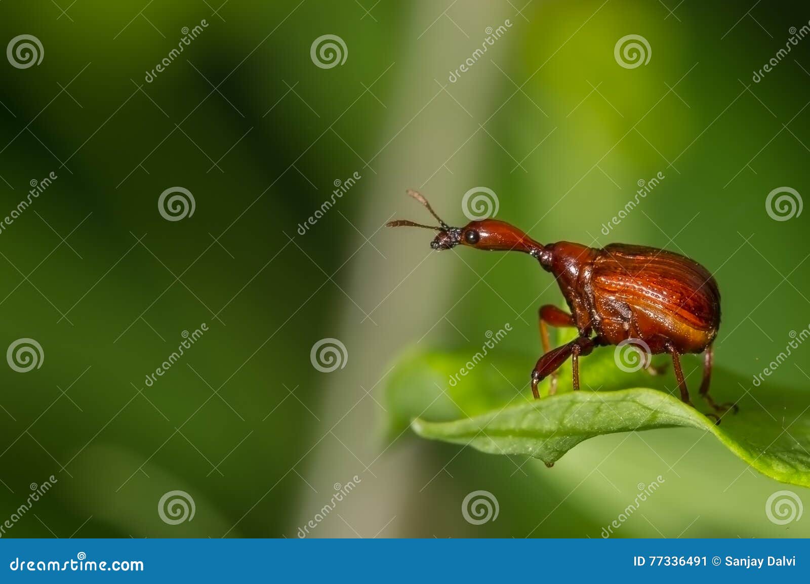 Giraffe Weevil Female Stock Photos - Free & Royalty-Free Stock Photos ...