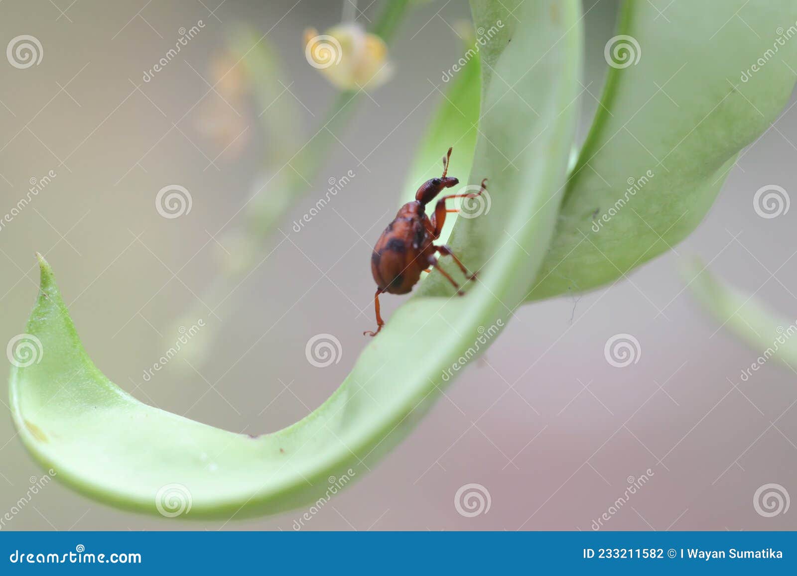 Apoderus Tranquebaricus Stock Photos - Free & Royalty-Free Stock Photos ...