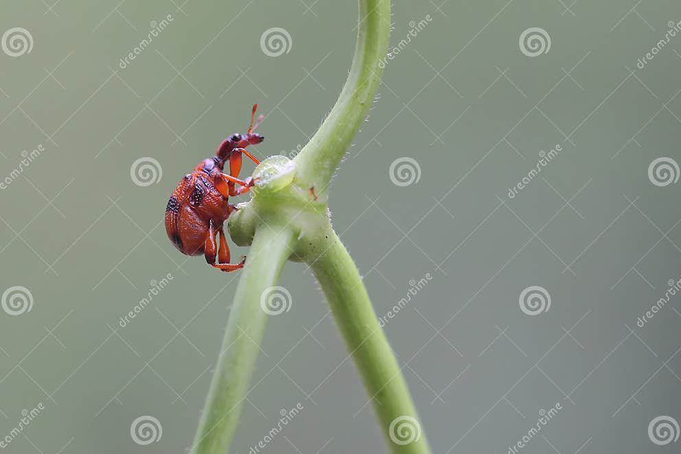 A Giraffe Weevil is Looking for Food on a Bush. Stock Photo - Image of ...