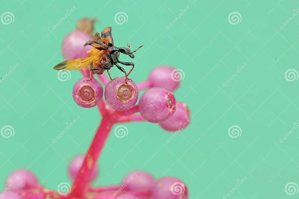 A Giraffe Weevil is Looking for Food on Wild Fruit Plants. Stock Image ...
