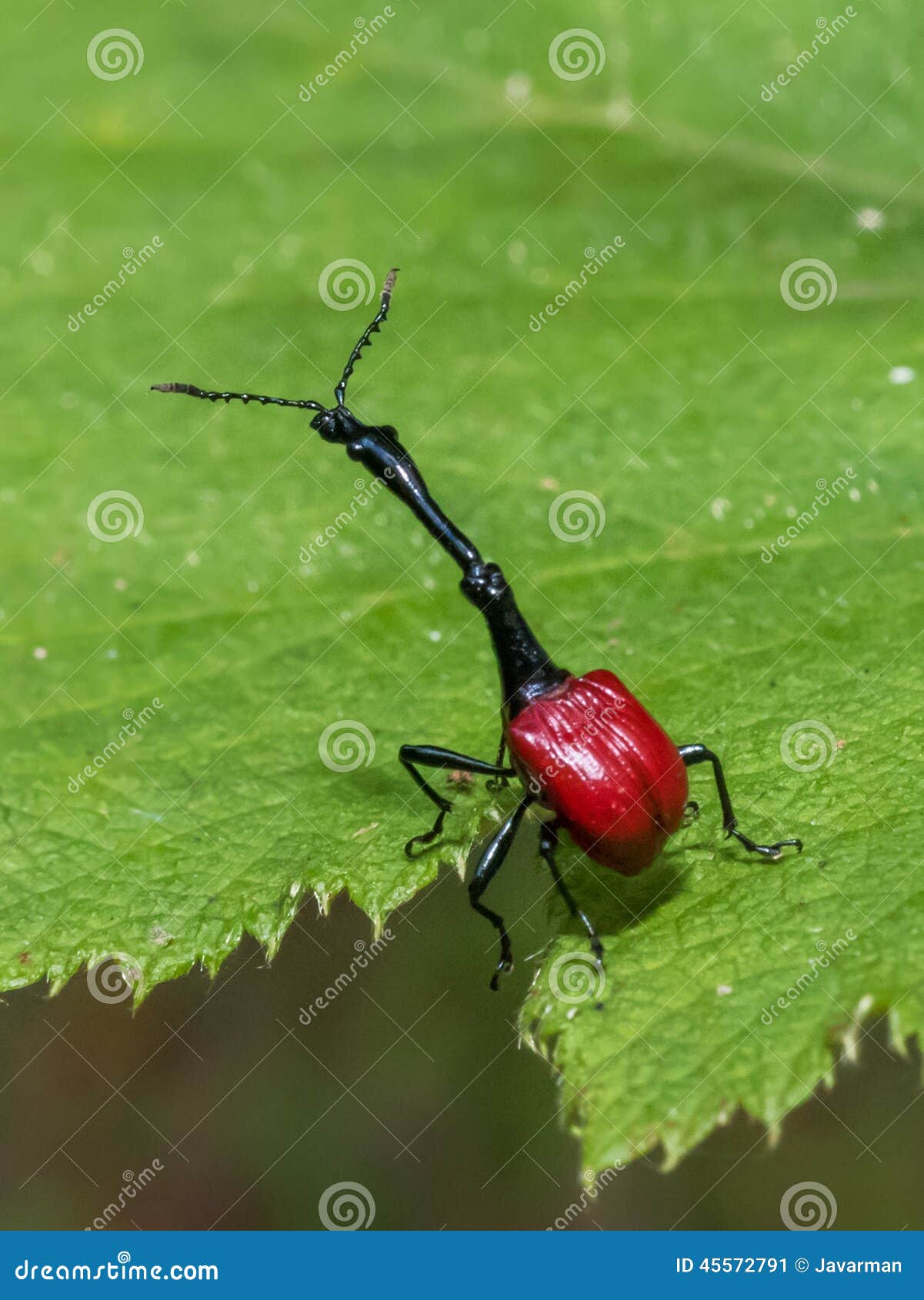 Male Giraffe Weevil Stock Photos - Free & Royalty-Free Stock Photos ...
