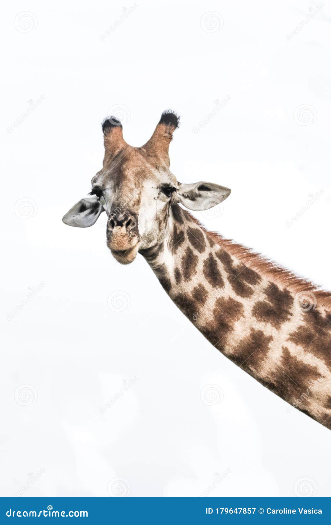 Giraffe on White Background Stock Image - Image of white, park: 179647857