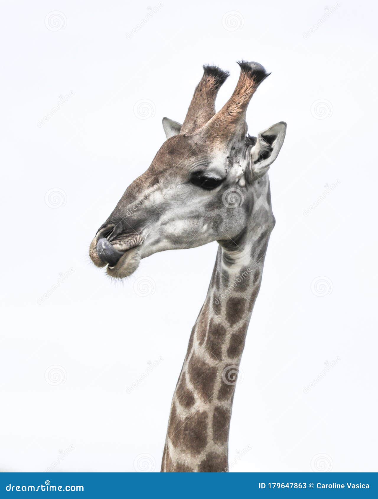 Giraffe on White Background Stock Image - Image of africa, animal ...