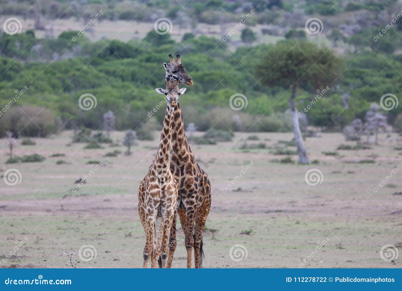 Giraffe, Wildlife, Terrestrial Animal, Ecosystem Picture. Image: 112278722