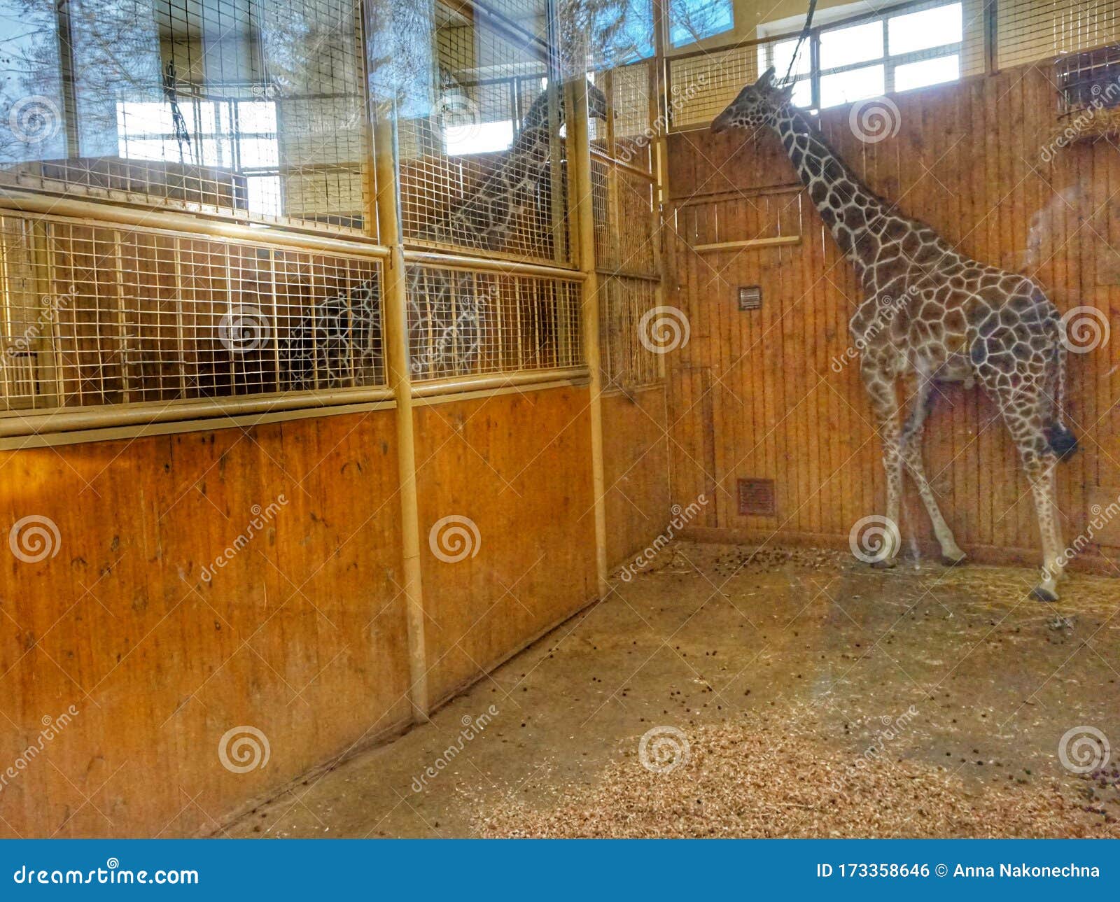 Giraffe in the Winter Aviary of the Kiev Zoo. Stock Photo - Image of ...