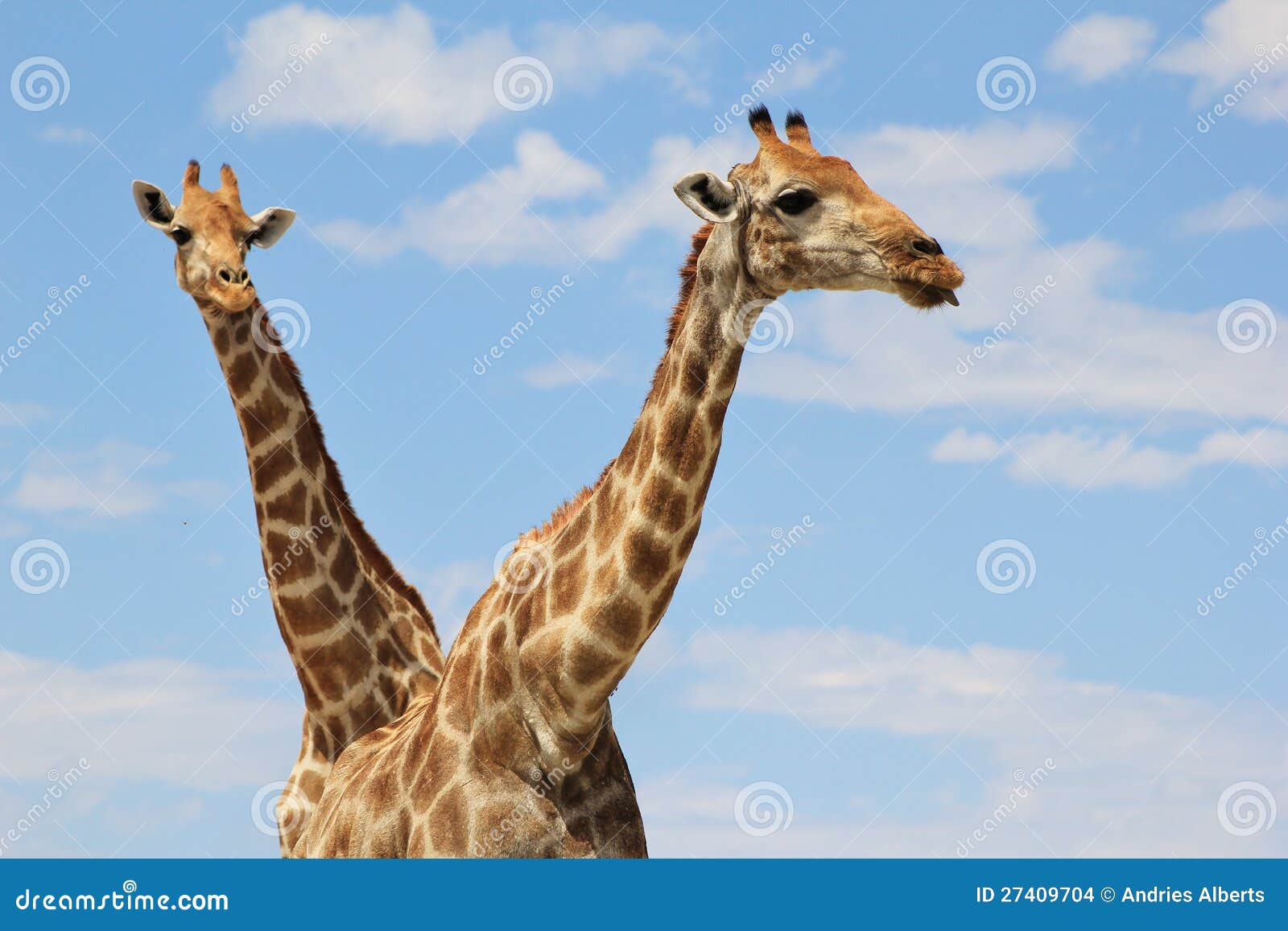 Giraffe - Wonderful Blue and Gold Infinite Stock Photo - Image of ...