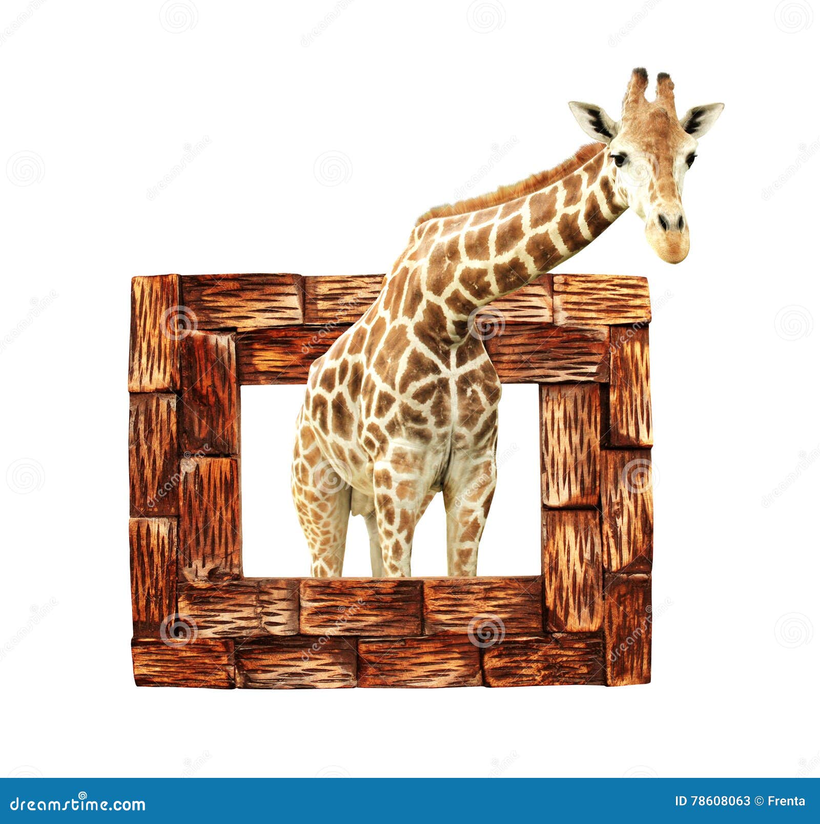 Giraffe in Wooden Frame with 3d Effect Stock Image - Image of africa ...