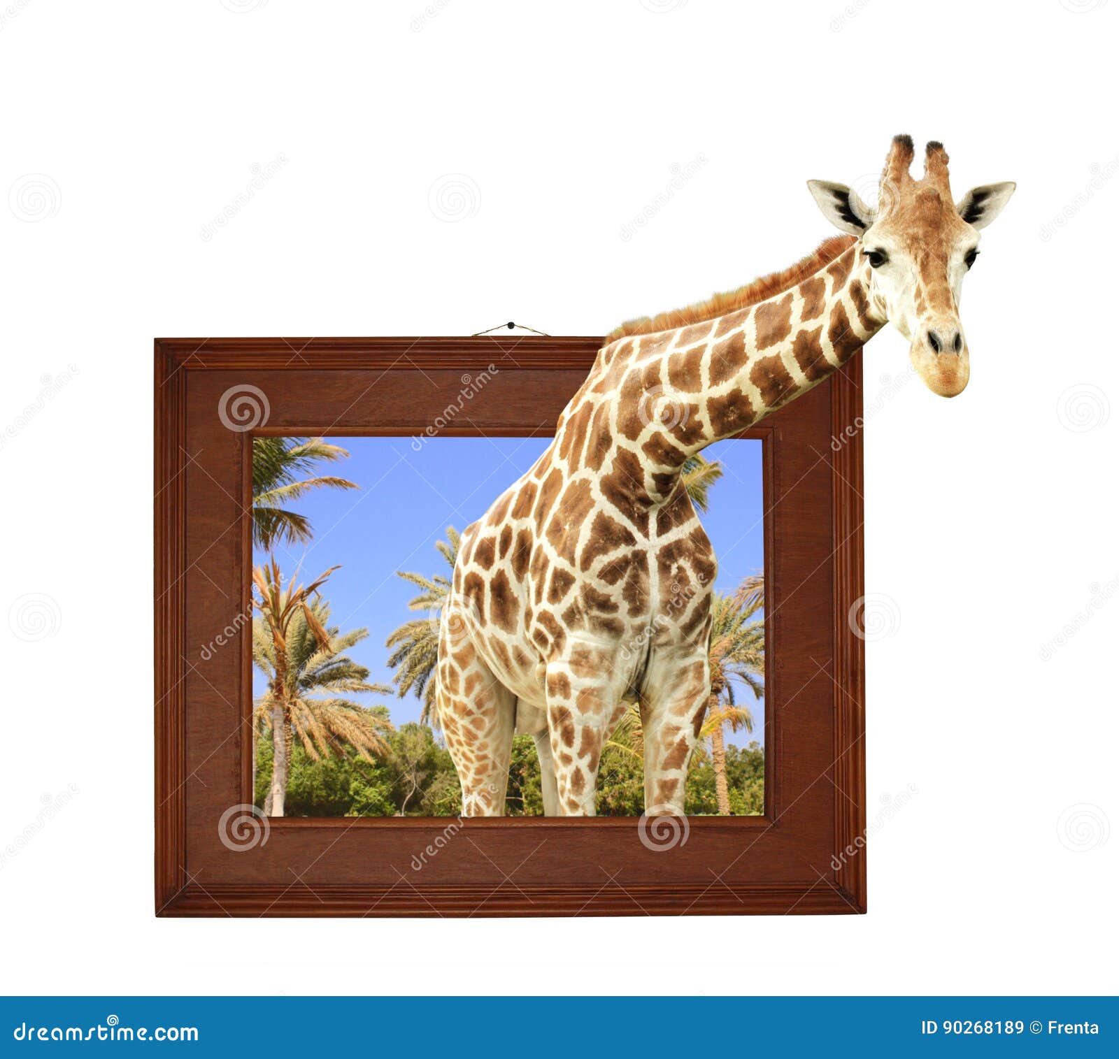 Giraffe in Wooden Frame with 3d Effect Stock Image - Image of broadcast ...