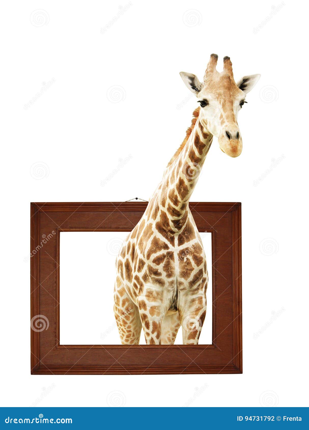 Giraffe in Wooden Frame with 3d Effect Stock Photo - Image of nature ...