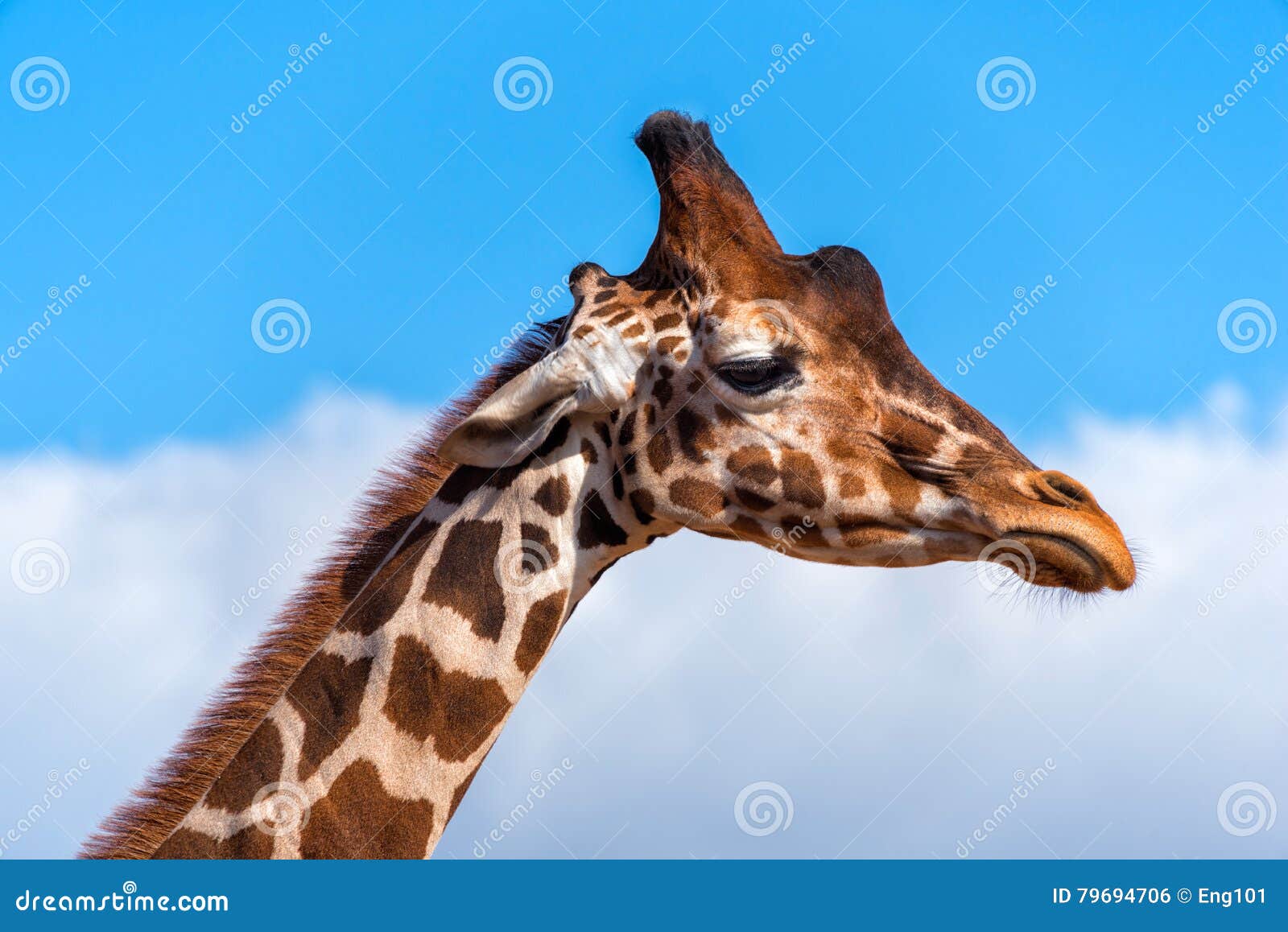 Head Profile-birds Have A Different Anatomical Structure And Their Eyes ...