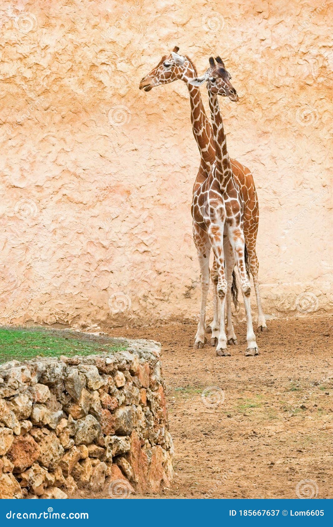 Giraffe on a Wall Background Stock Image - Image of kenya, masai: 185667637