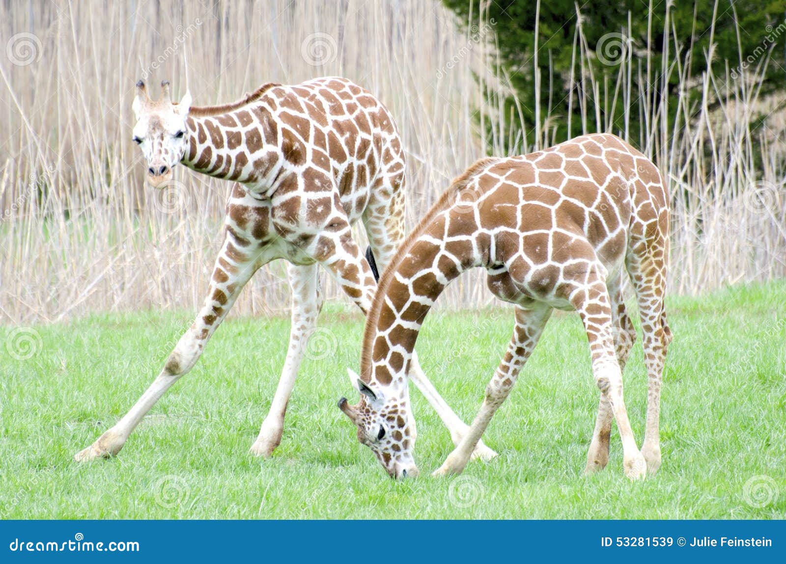 Giraffe stock image. Image of giraffa, giraffe, grazing - 53281539