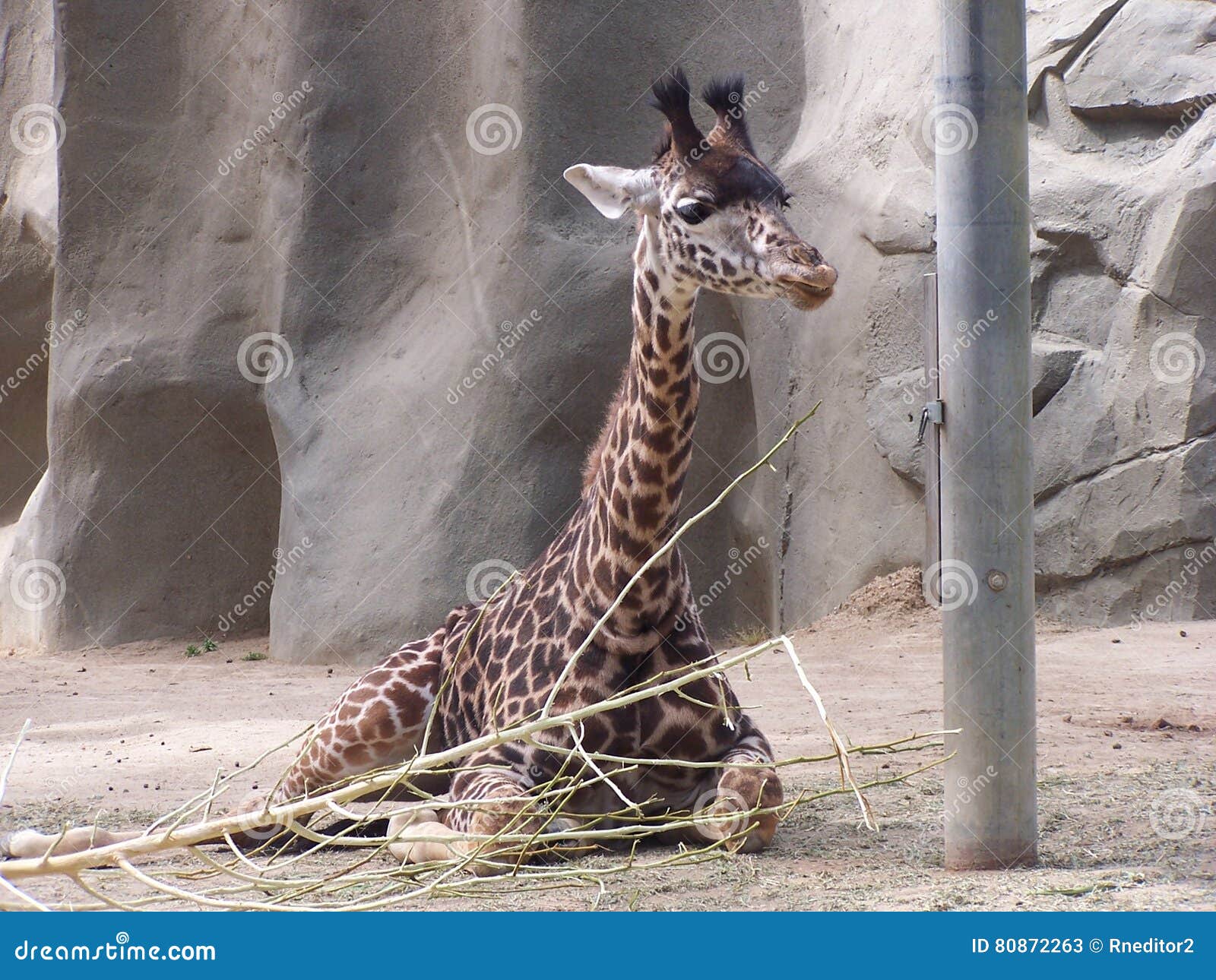 Giraffe stock image. Image of nature, giraffes, resting - 80872263