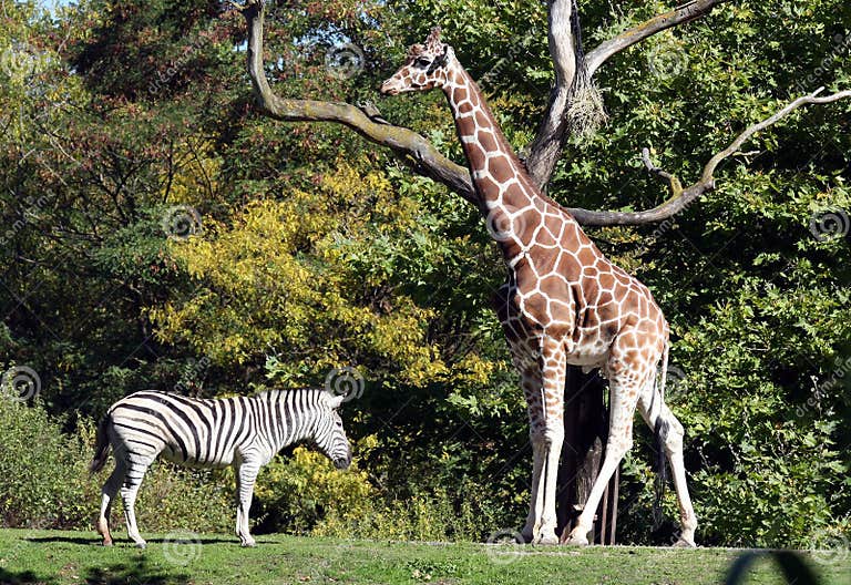 Giraffe-Zebra stock image. Image of zebra, spots, wildlife - 1533191