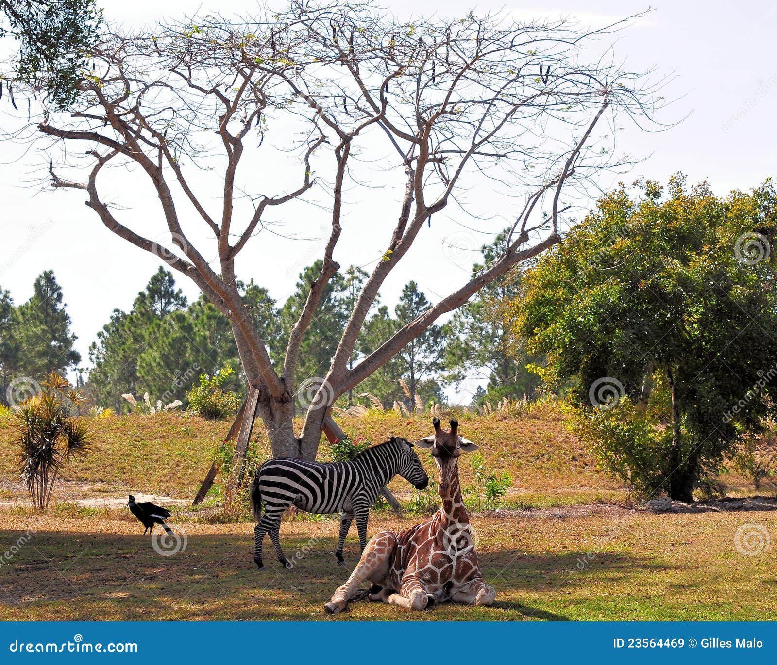 Giraffe, Zebra and Bird stock image. Image of africa - 23564469