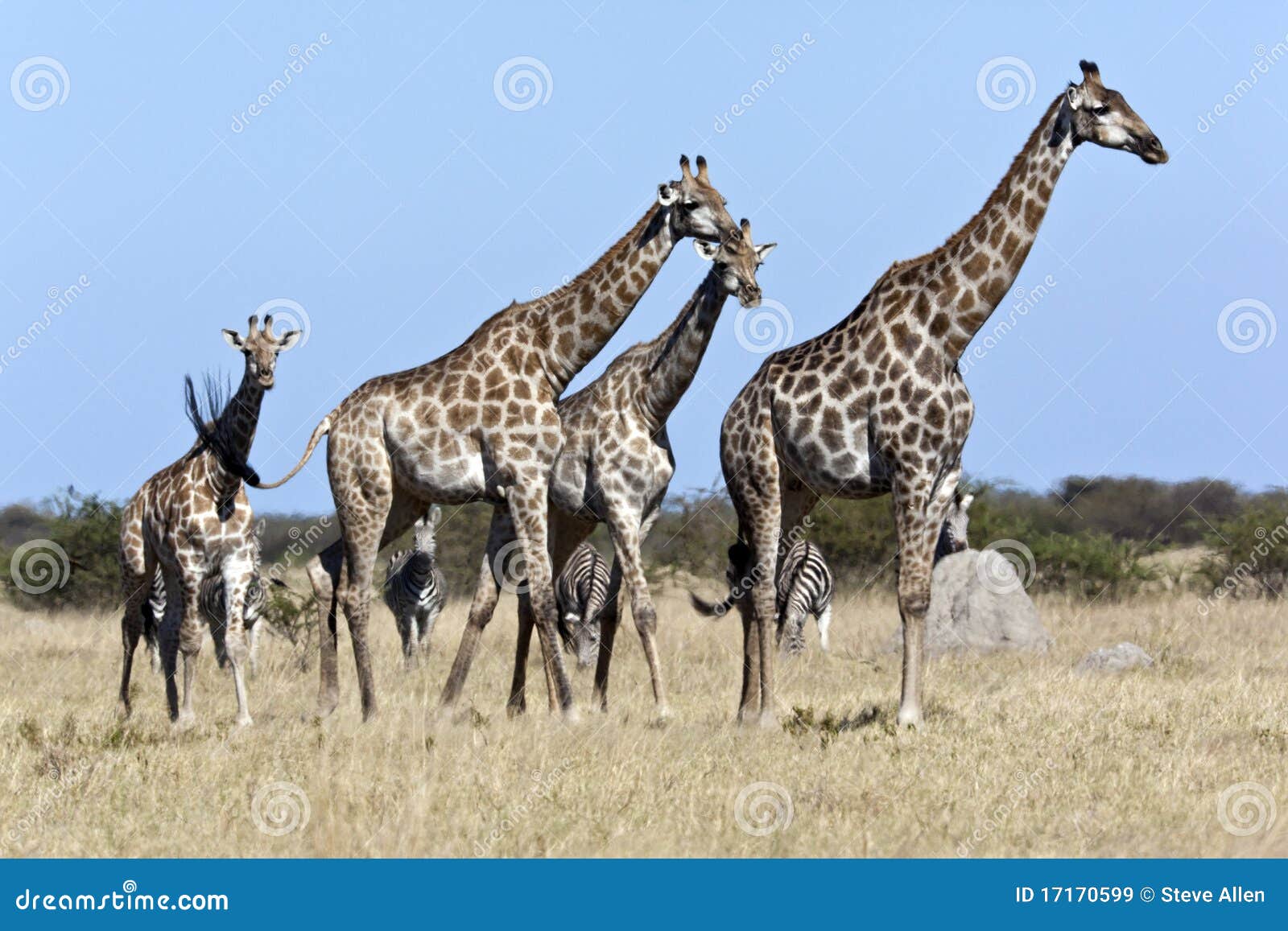 Giraffe And Zebra - Botswana Royalty-Free Stock Photo | CartoonDealer ...