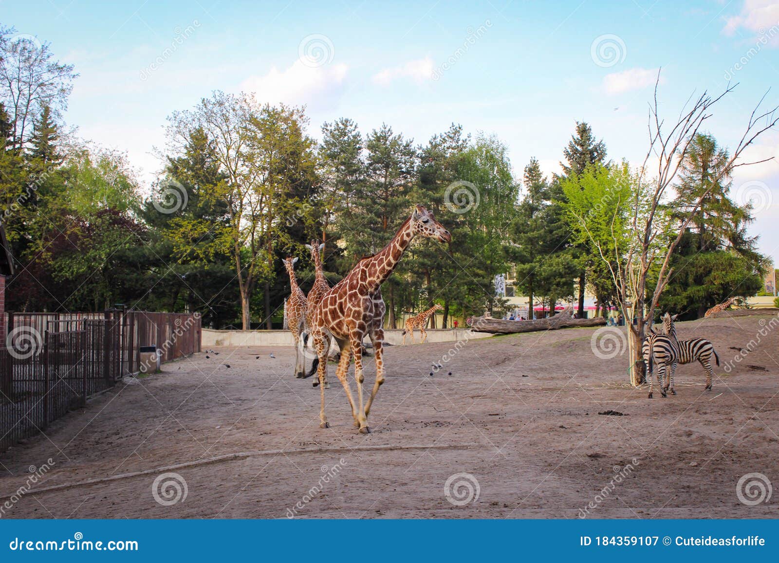 Giraffe and Zebra Paddock at the Wroclaw Zoo Stock Image - Image of ...