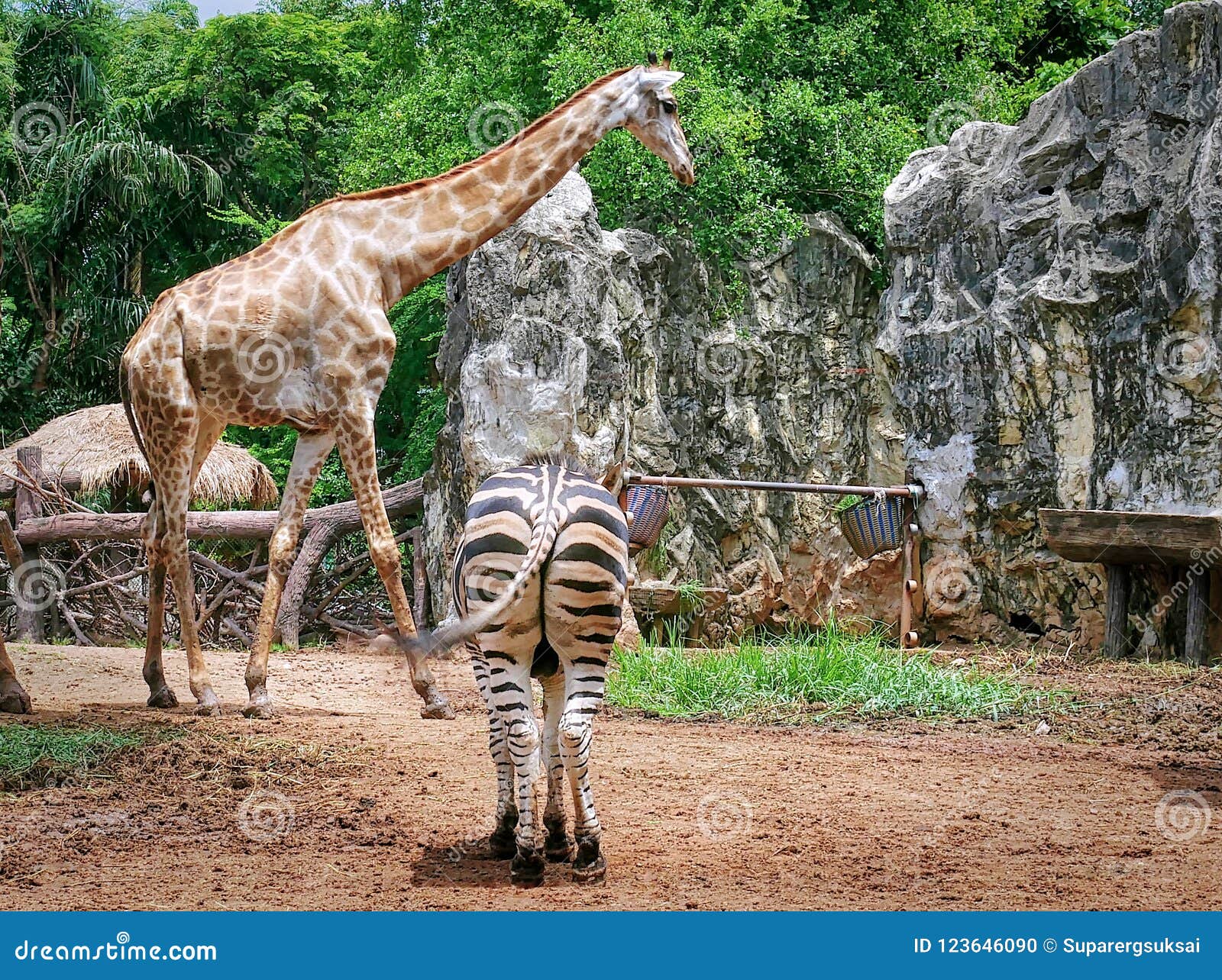 Giraffe and Zebra at the Zoo Stock Photo - Image of funny, cute: 123646090