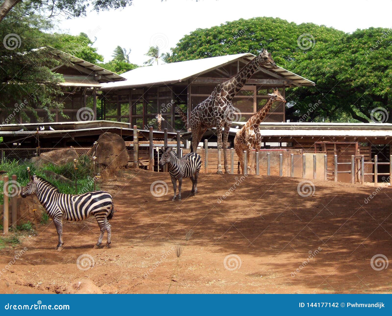 Giraffe and Zebra in the Zoo of Hawaii Stock Photo - Image of giraffe ...