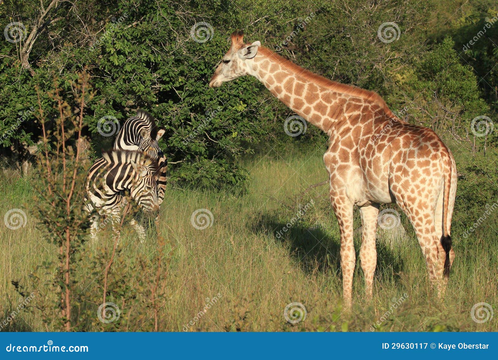 Zebras Hiding From The Sun Royalty-Free Stock Photography ...
