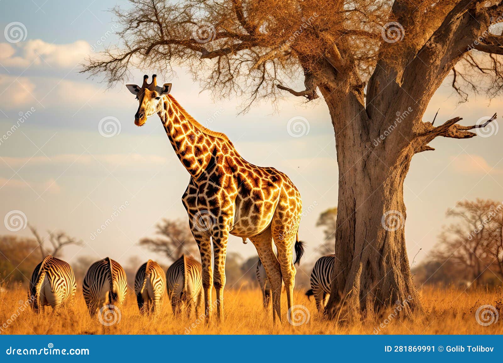 A Giraffe and Zebras in the Wild Stock Illustration - Illustration of ...