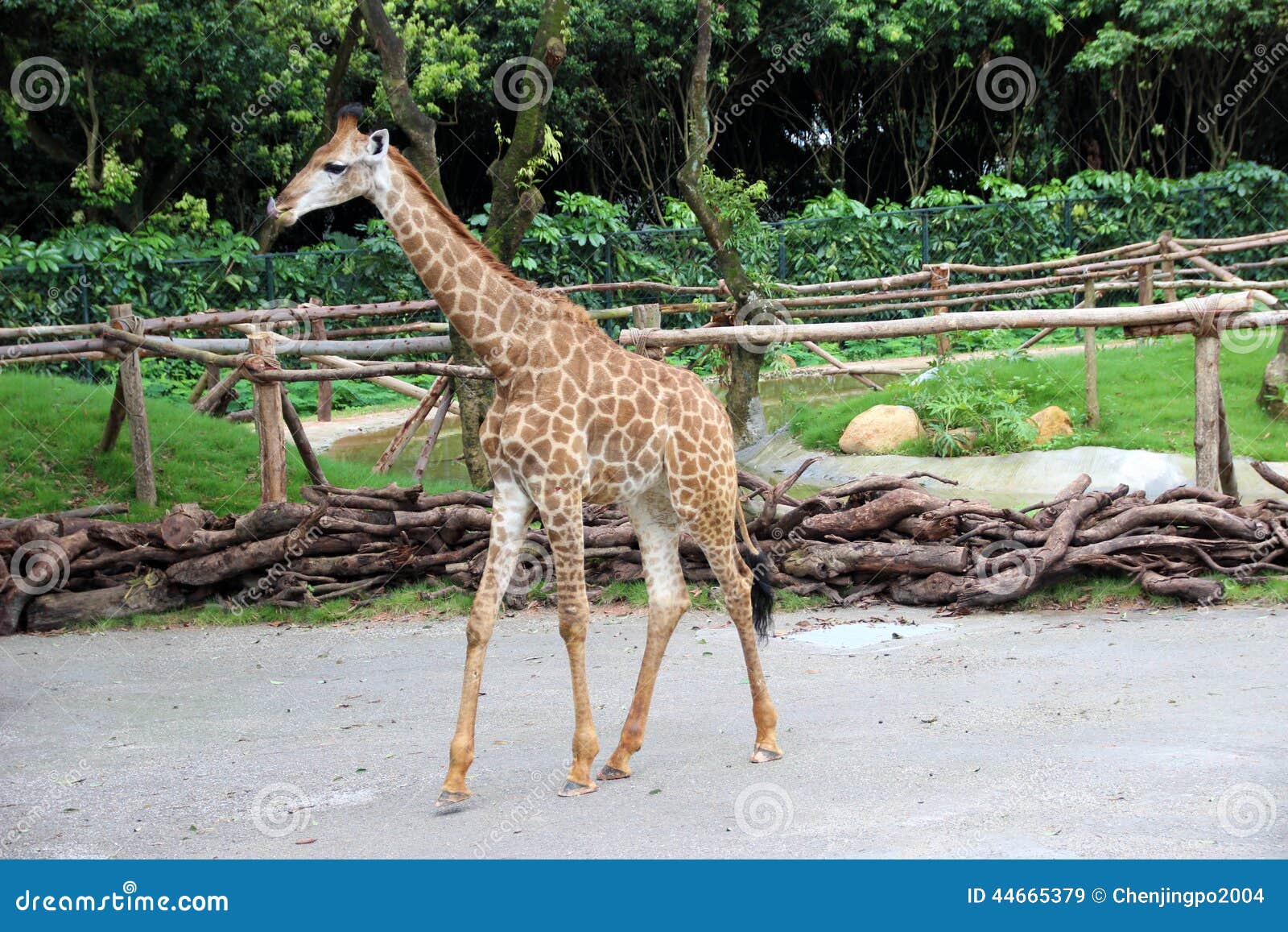 The Giraffe stock image. Image of artiodactyl, mammal - 44665379