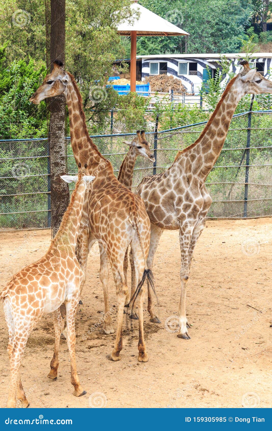 The giraffe in the zoo stock image. Image of animal - 159305985
