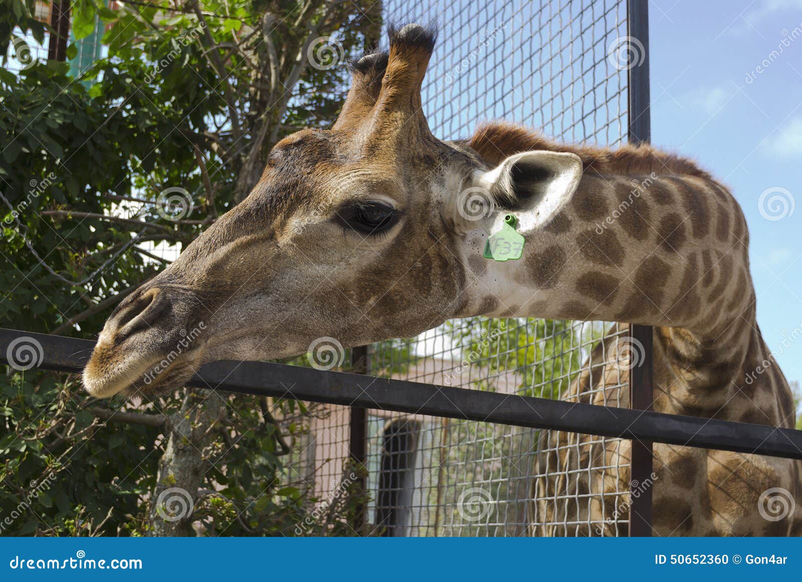 Giraffe in the Zoo.Behind the Fence Stock Photo - Image of reach ...