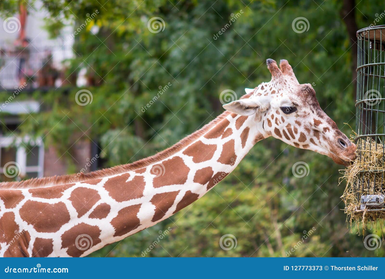 Giraffe in zoo, eating stock image. Image of cute, beautiful - 127773373