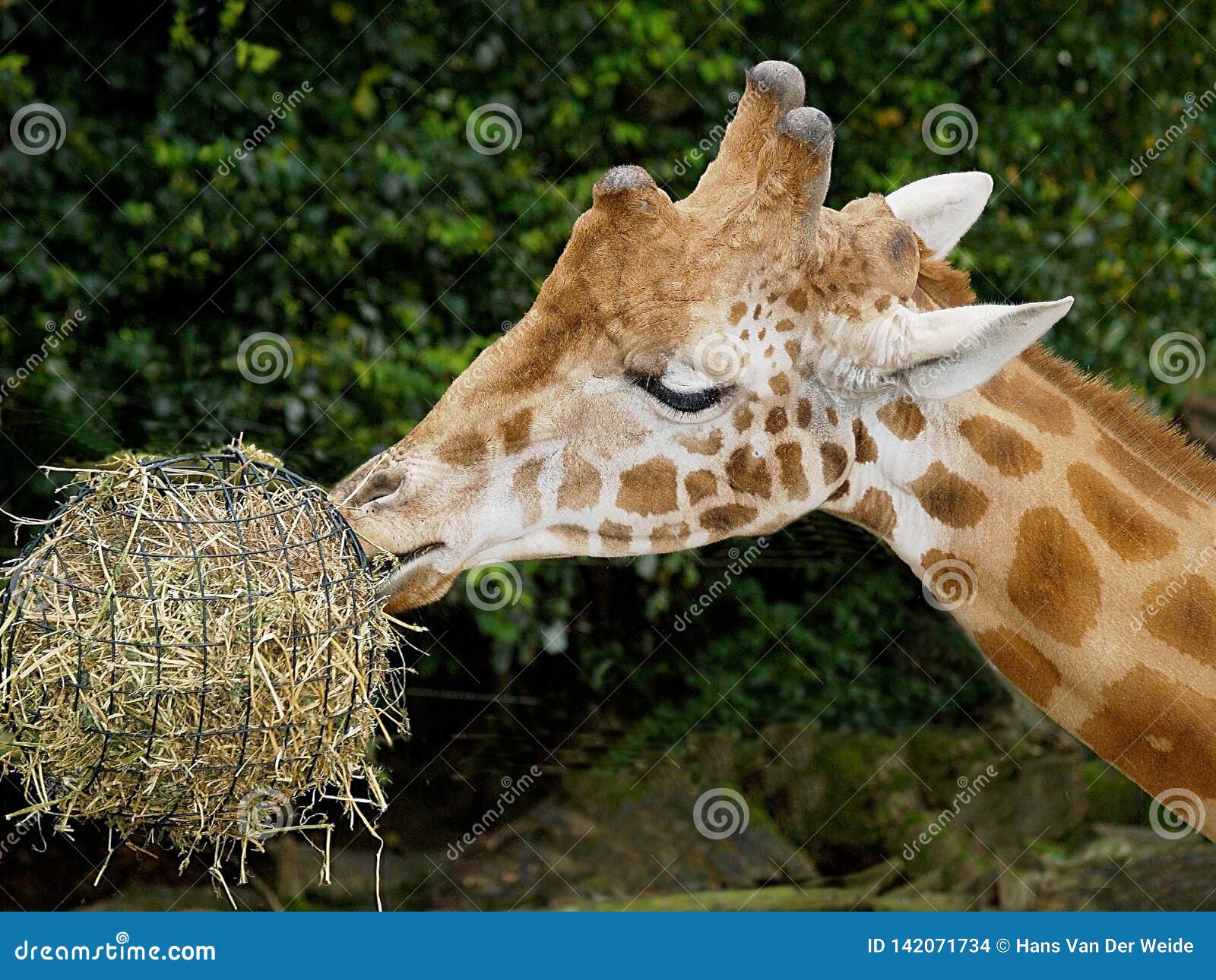 Giraffe in Zoo Eats Hay from a Hive Stock Photo - Image of close, neck ...
