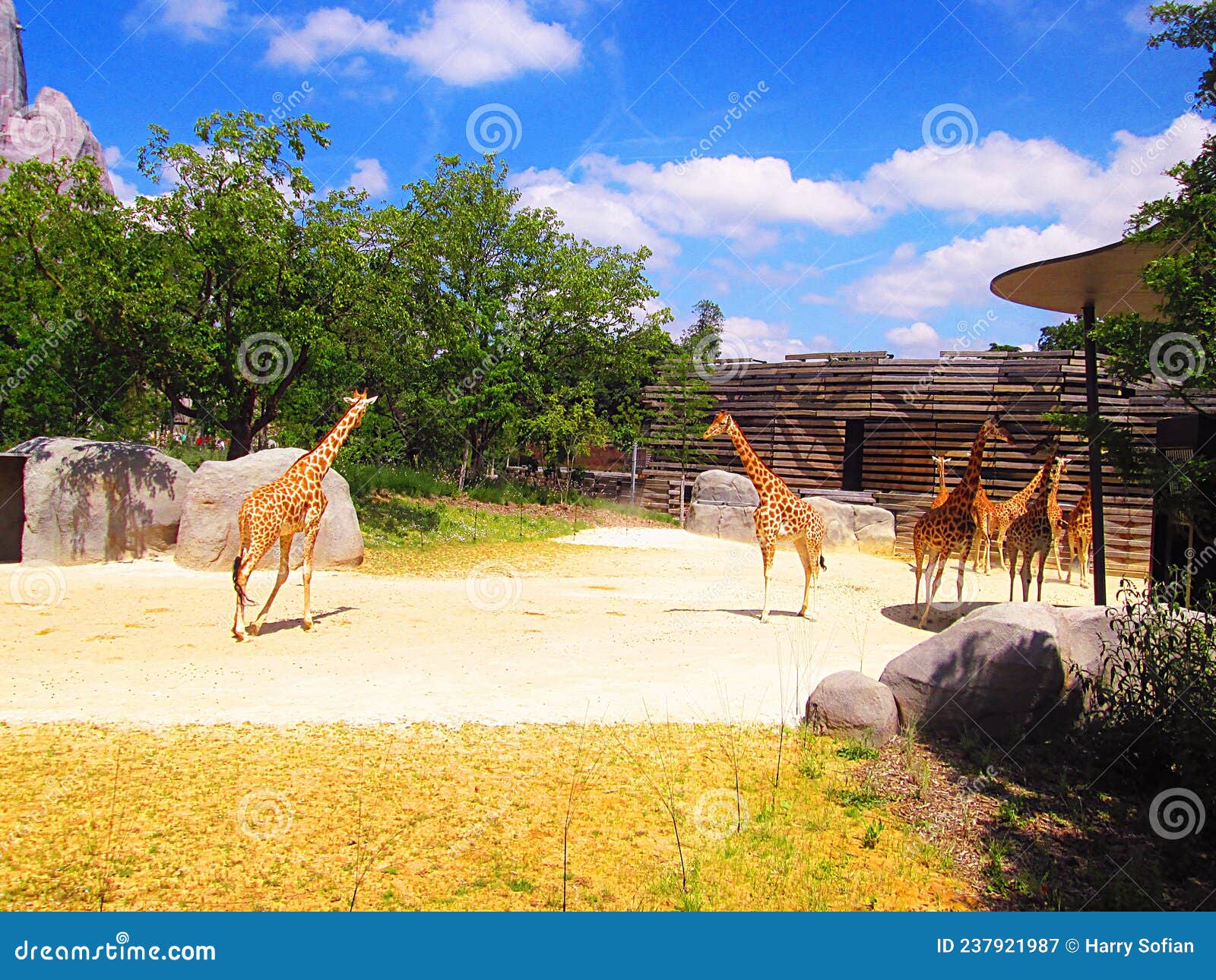 Giraffe in zoo editorial photography. Image of majestic - 237921987