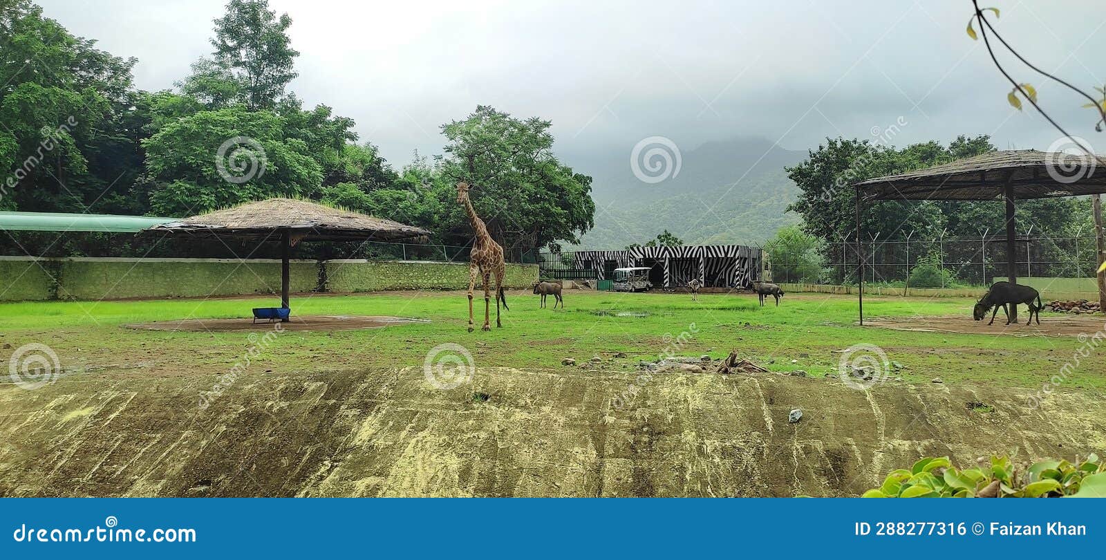 Giraffe in the Zoo of Statue of Unity in Gujarat Stock Photo - Image of ...