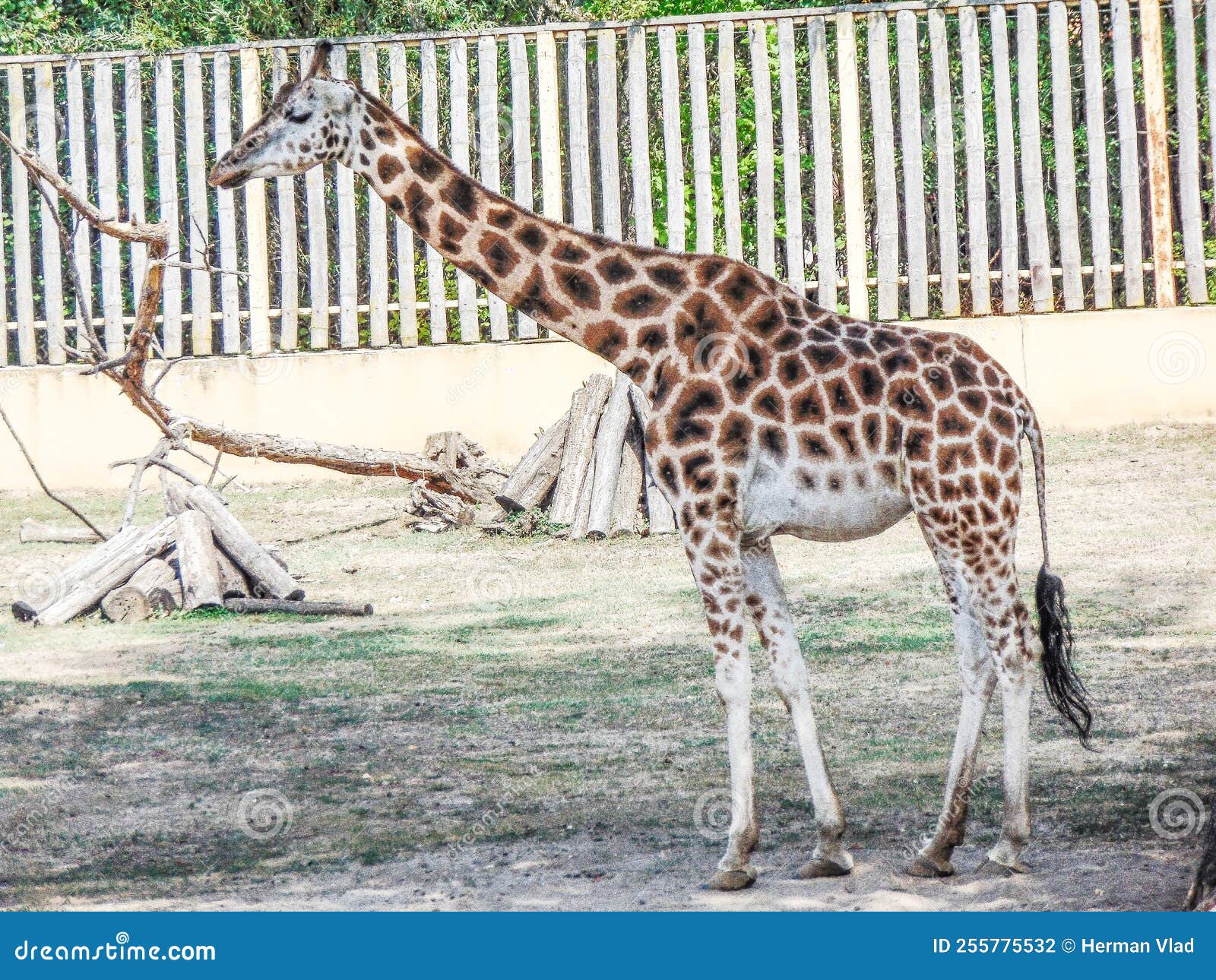 Giraffe at the Zoo in Summer Stock Photo - Image of africa, wildlife ...