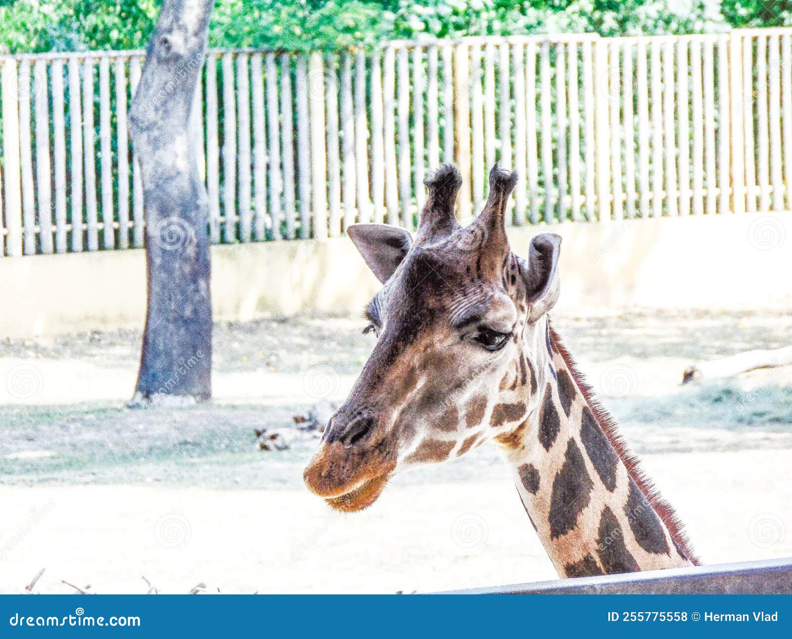 Giraffe at the Zoo in Summer Stock Photo - Image of neck, summer: 255775558