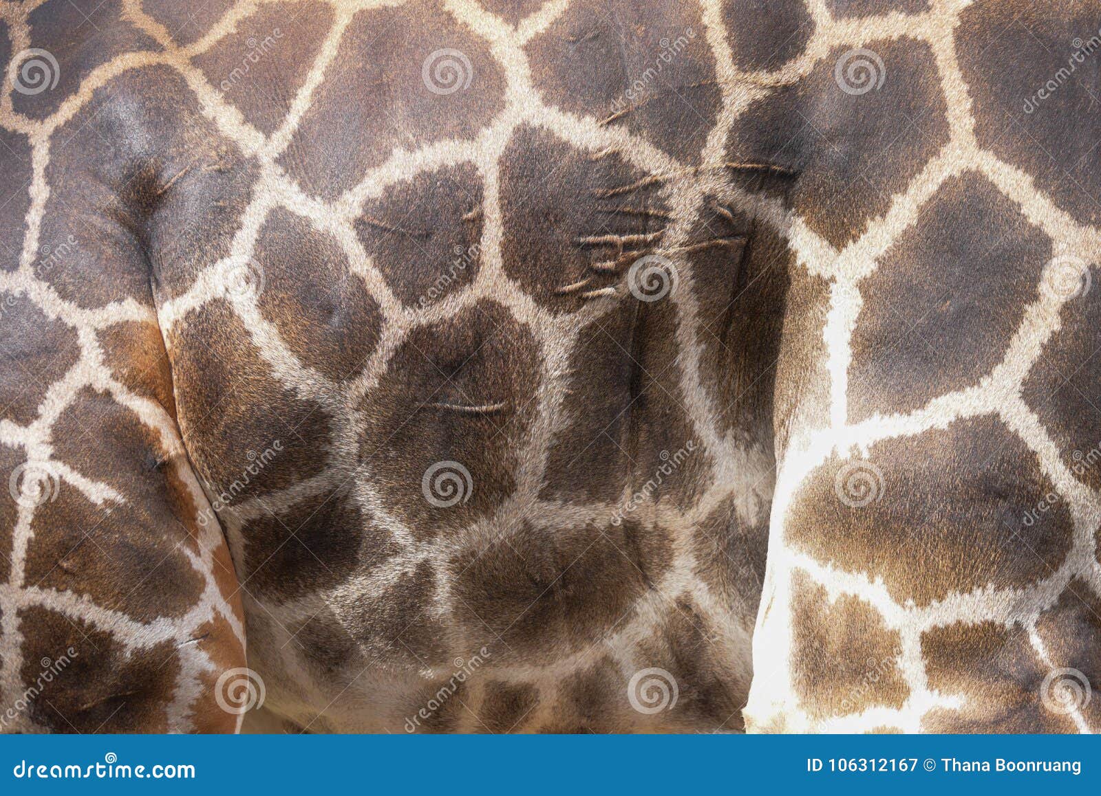 Giraffee Texture Stock Photos - Free & Royalty-Free Stock Photos from ...