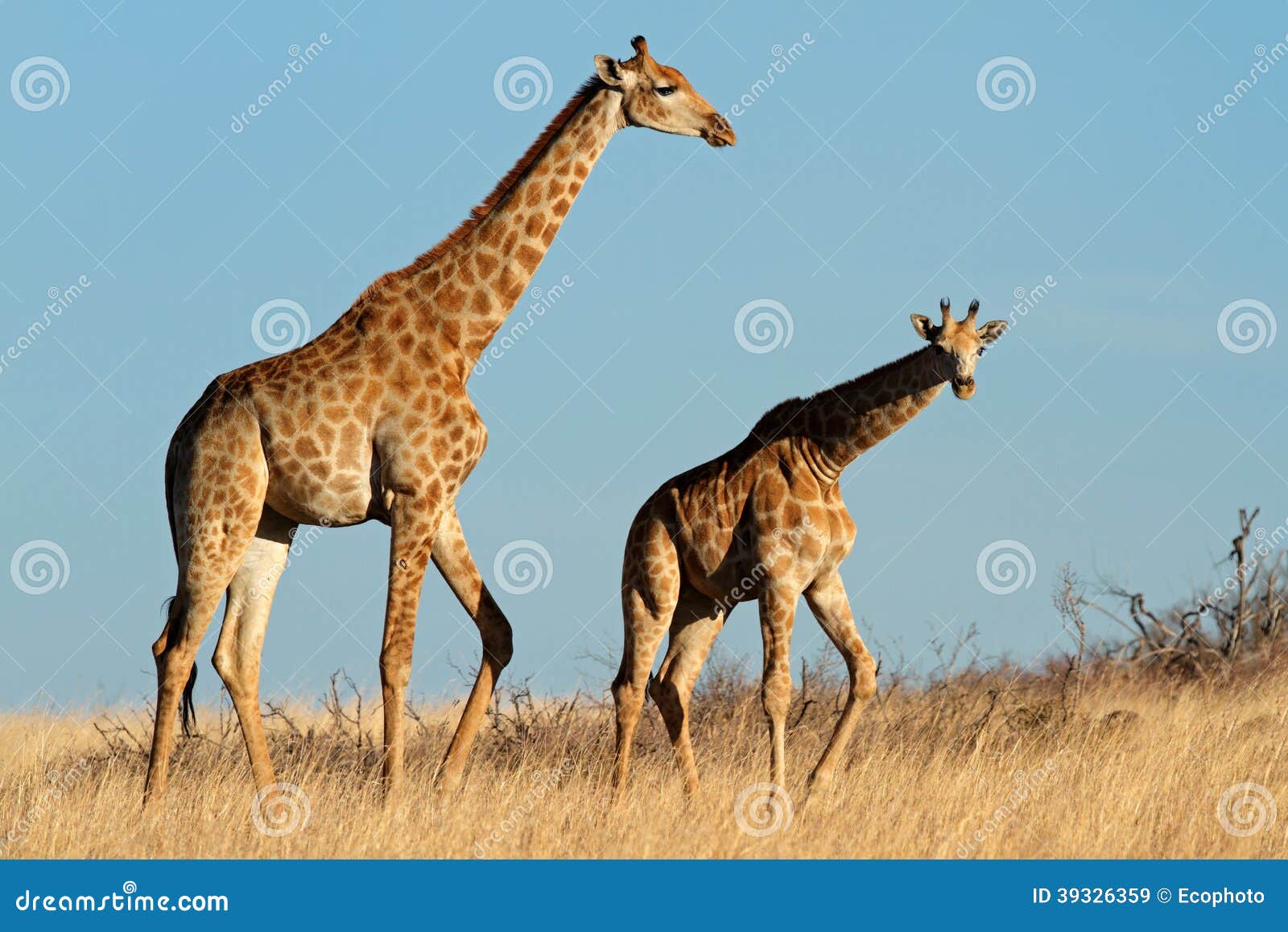 Giraffen in open weide stock afbeelding. Image of zuidelijk - 39326359