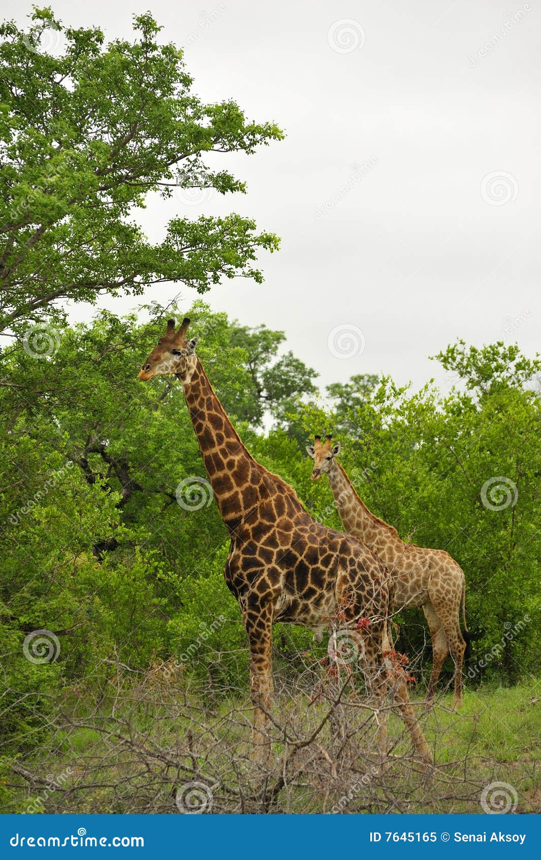 Giraffes stock image. Image of kruger, long, giraffe, african - 7645165