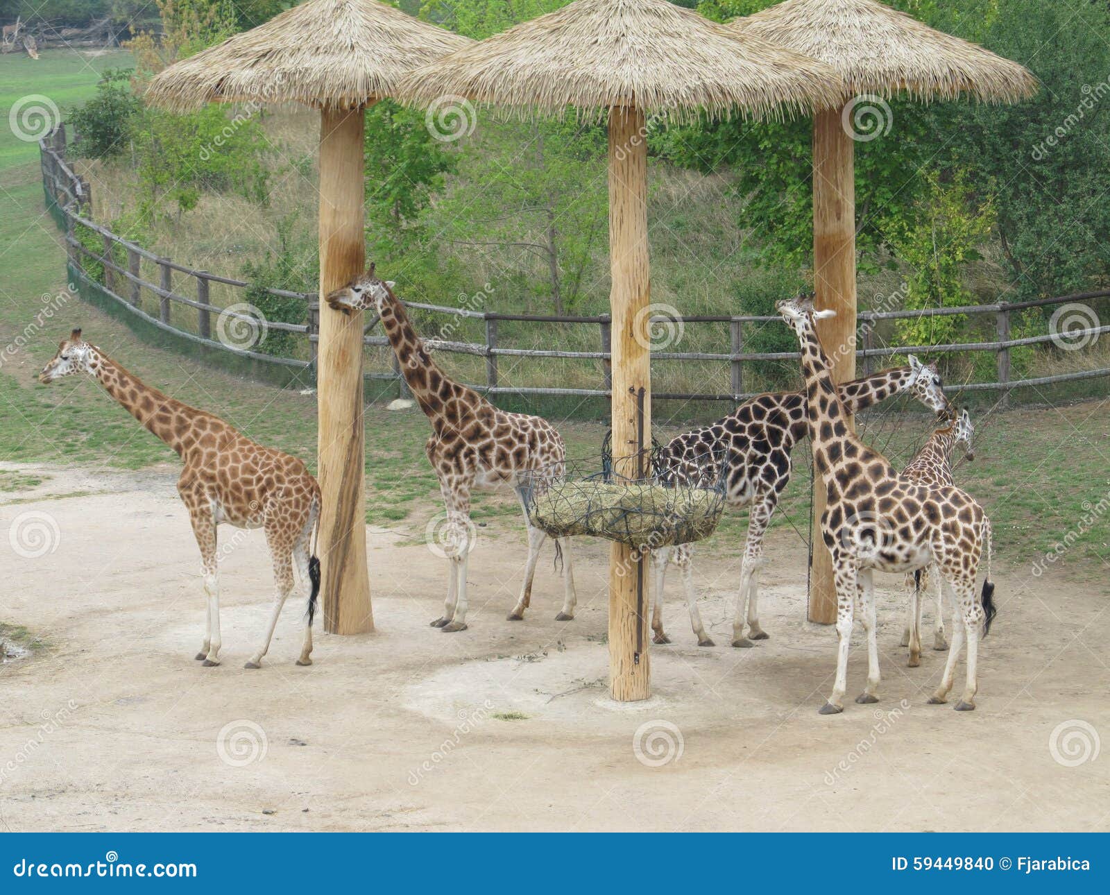 Giraffes stock photo. Image of giraffes, abstract, suitable - 59449840